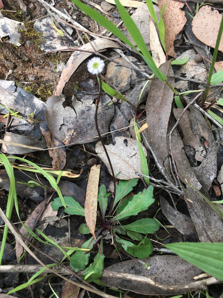 slender bottle-daisy (Lagenophora sublyrata) - Botanical Realm