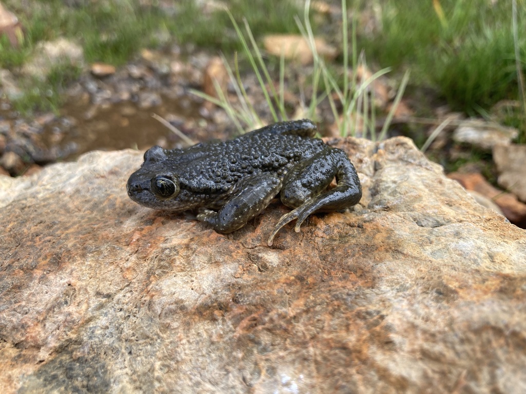 Xizang Alpine Toad in August 2022 by yexingcha · iNaturalist