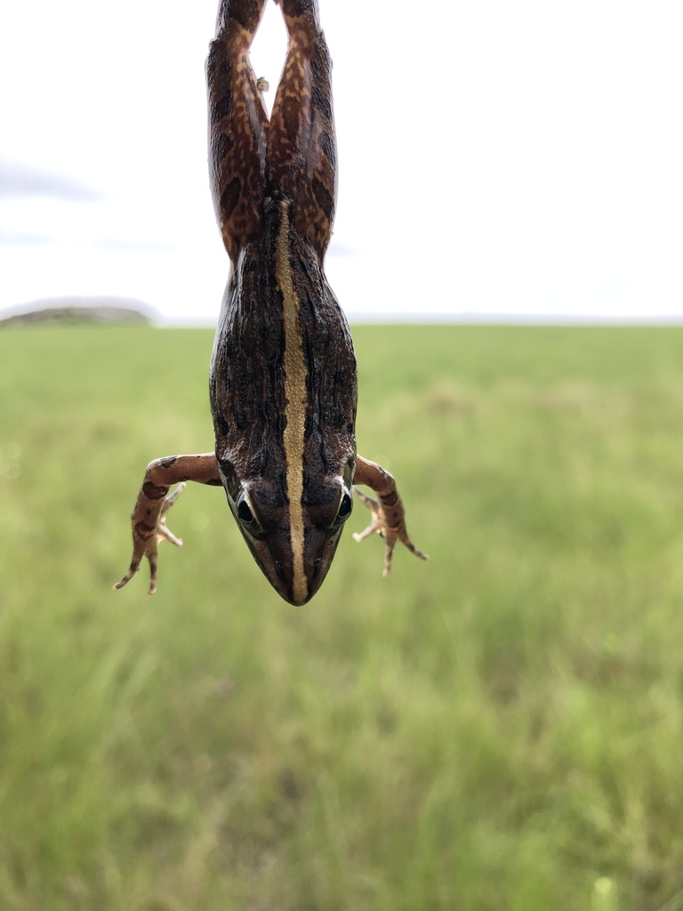 Common River Frog from Indian Ocean, EC, ZA on 31 October, 2022 at 11: ...