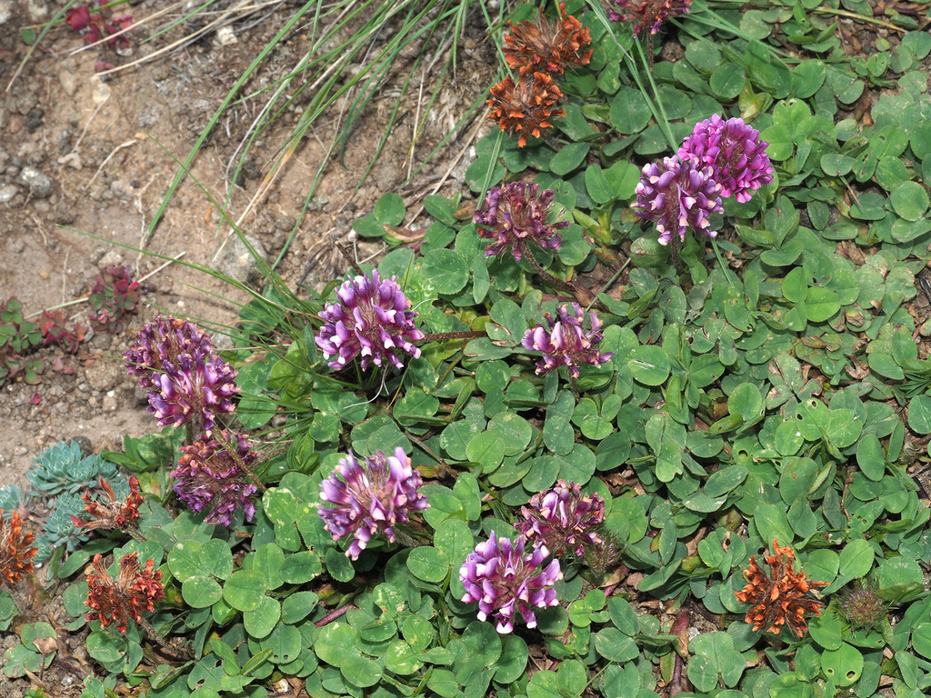 Wild Clover from n. Sentinel, Thabo Mofutsanyane, Free State, South ...