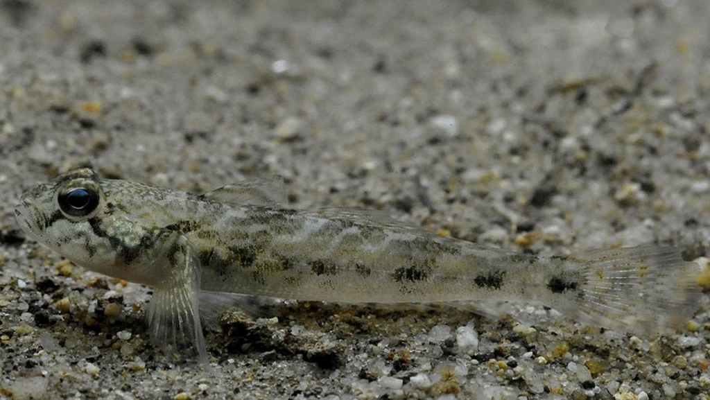Racer goby (Fish of Serbia - guide) · iNaturalist