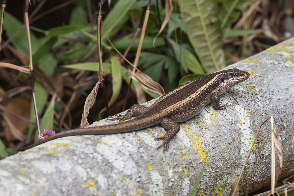 African Striped Skink from Lushoto, Tanzania on October 12, 2022 at 10: ...