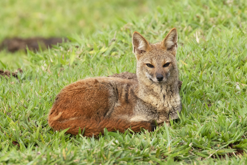 Hoary Fox (Lycalopex vetulus) - Know Your Mammals