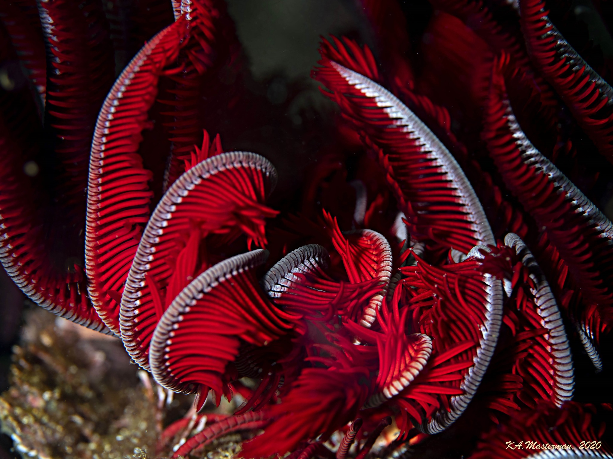 Himerometra robustipinna (Carpenter, 1881)