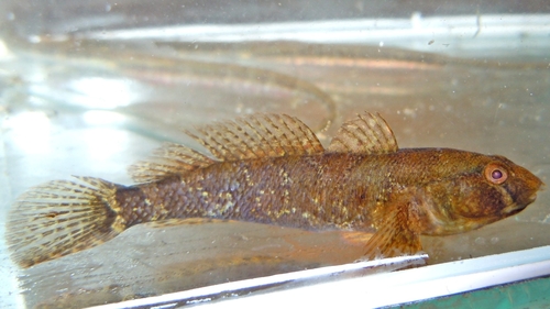 Tubenose Goby (Fish of Serbia - guide) · iNaturalist