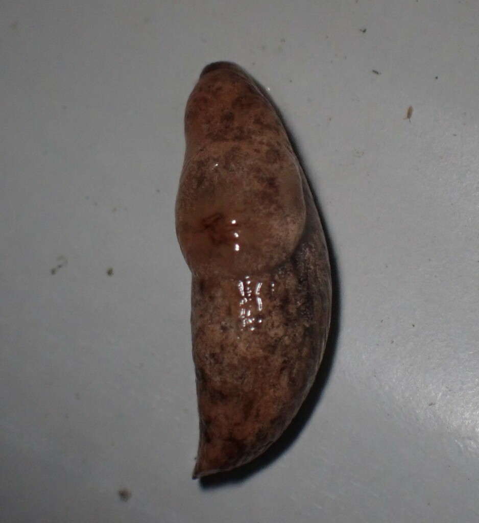 Milky Slug from 4 Ronald Ct, Somerville VIC 3912, Australia on October ...