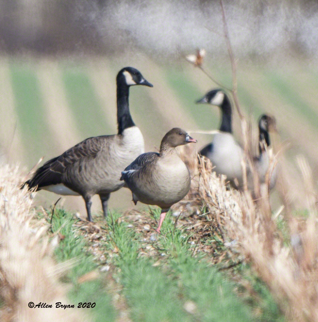 Pink-footed Goose from Charles City County, VA, USA on December 11 ...