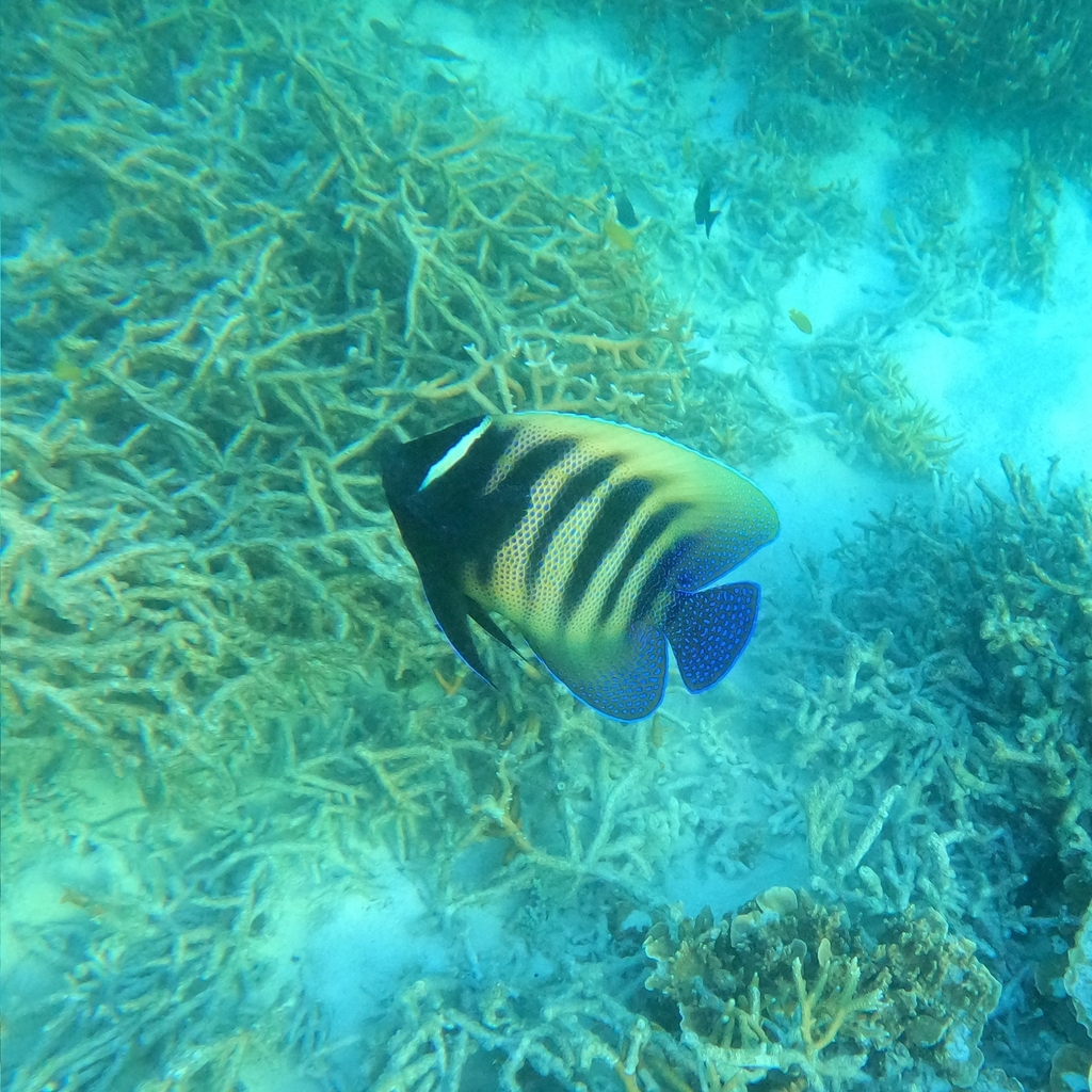 Sixband Angelfish from Gladstone, QLD, Australia on October 31, 2022 at ...