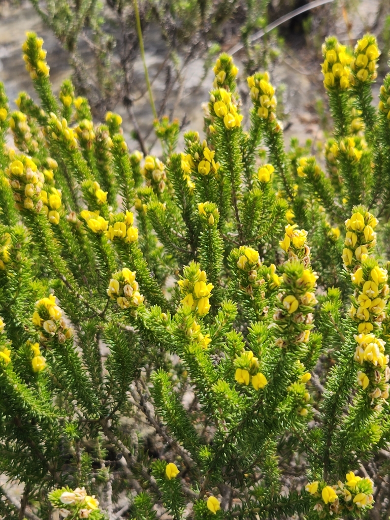 Humewood Capegorse from Summerstrand, Gqeberha, South Africa on October ...