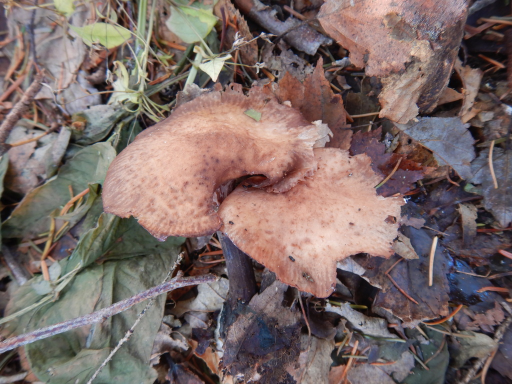 Fungi Including Lichens from Prince Edward Island, Canada on October 28 ...