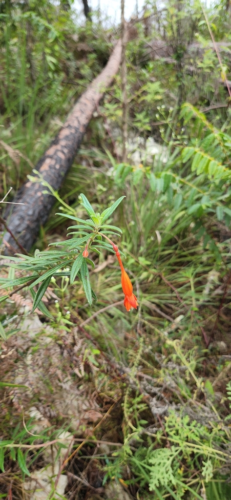 Fuchsia triphylla from Pedernales, DO-PN-PE, DO on October 28, 2022 at ...