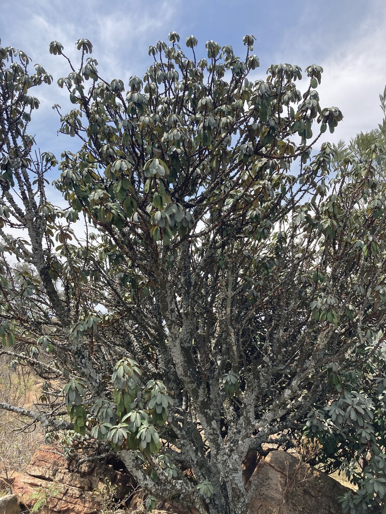 Stamvrug from Hedianga Drive, City Of Tshwane, GP, ZA on October 31 ...