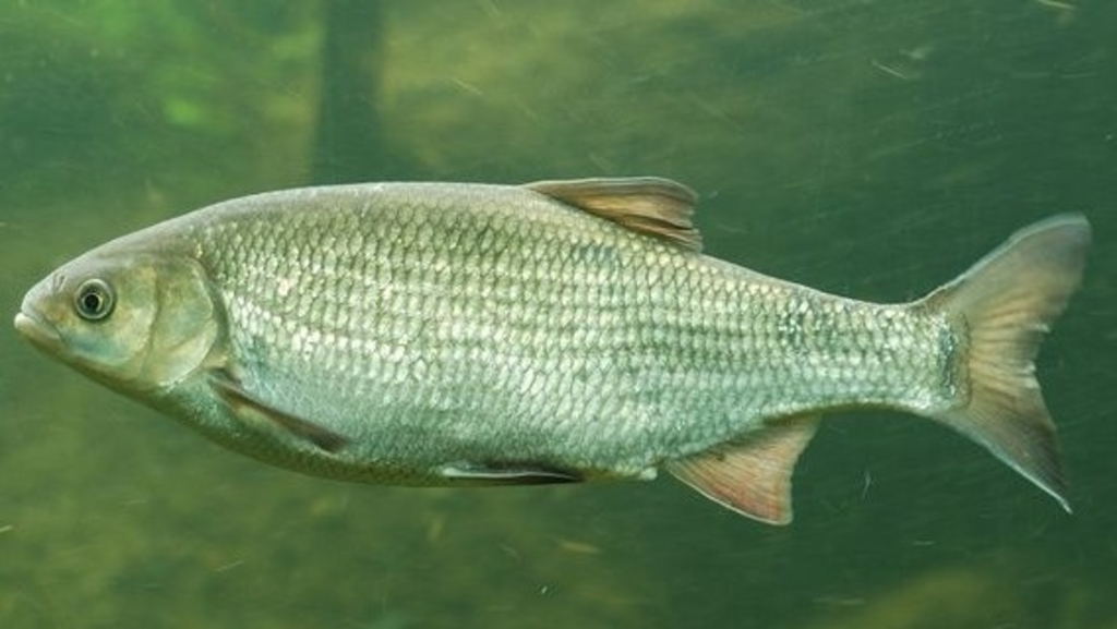 Orfe (Fish of Serbia - guide) · iNaturalist