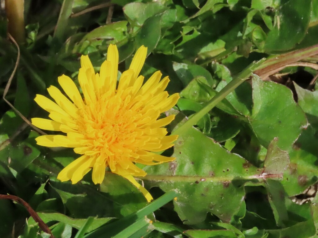 common dandelion from Walter Bean Grand River Trail, Waterloo, ON ...