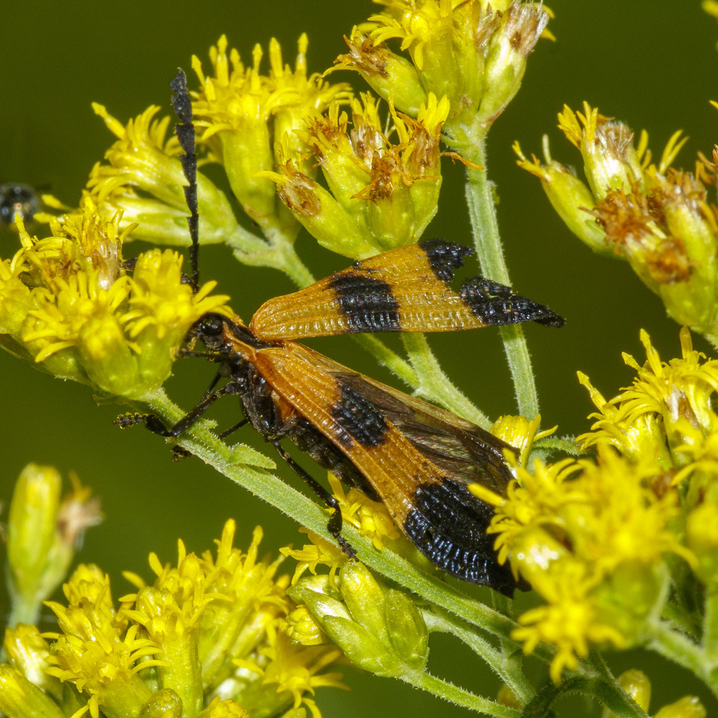 End Band Net-winged Beetle from Rockland County, NY, USA on August 30 ...