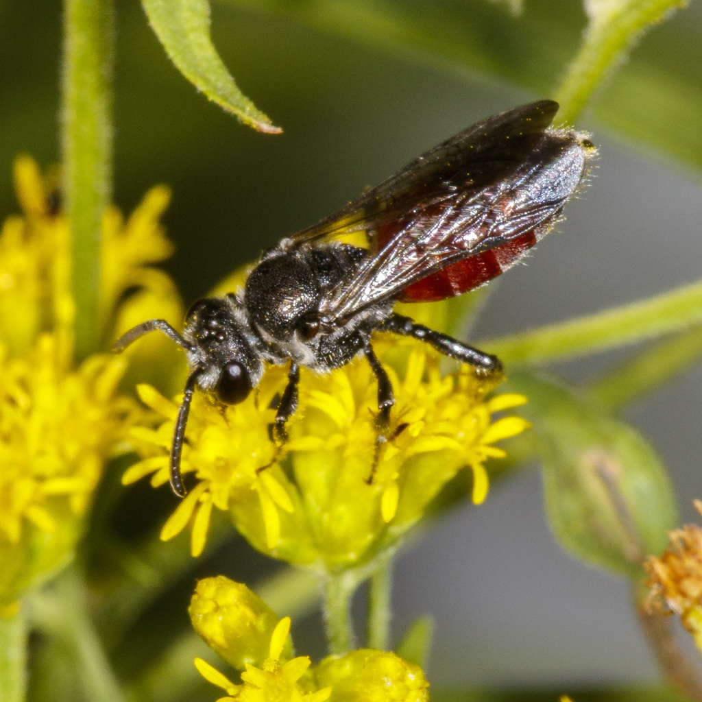 Sphecodes johnsonii from Rockland County, NY, USA on August 30, 2018 at ...