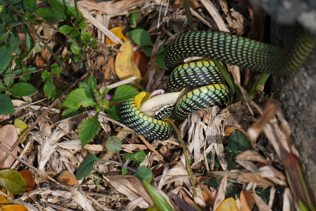 Paradise Flying Snake from Singapore Island, SG on October 31, 2022 at ...