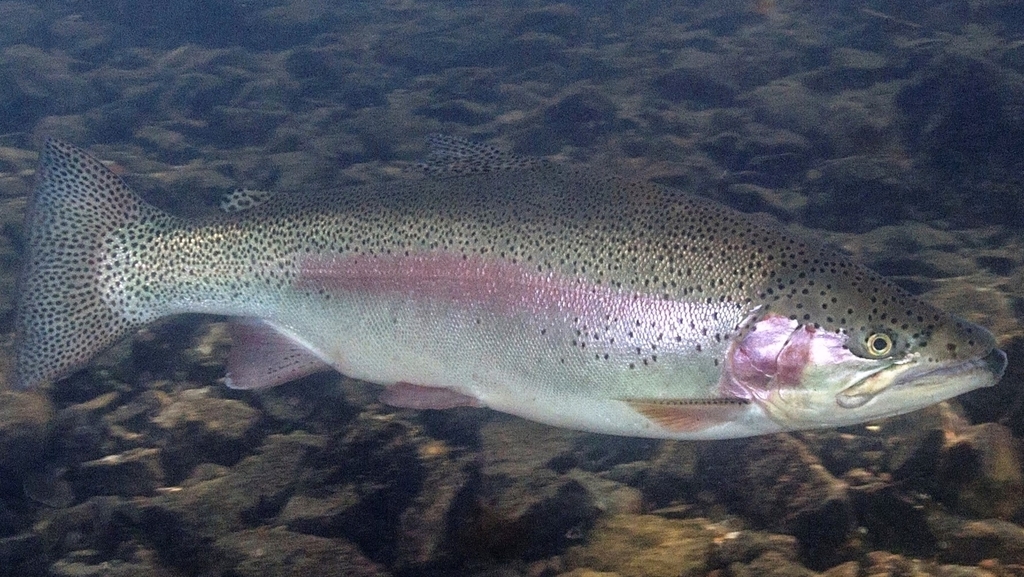 Rainbow Trout (Fish of Serbia - guide) · iNaturalist