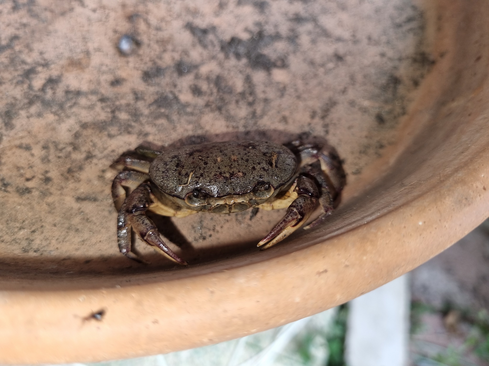 Austrothelphusa transversa (von Martens, 1868)