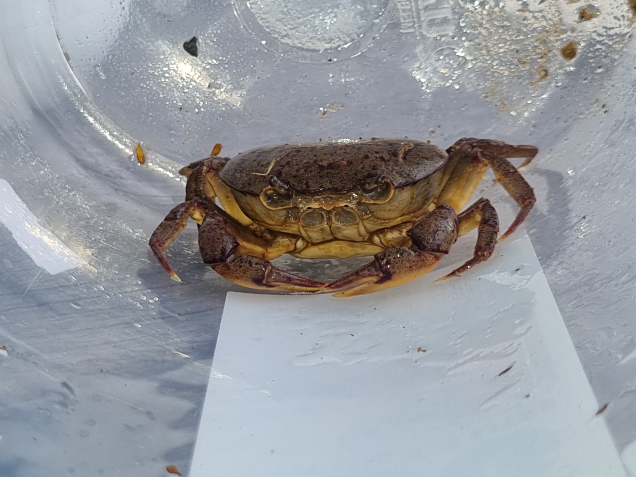 Austrothelphusa transversa (von Martens, 1868)