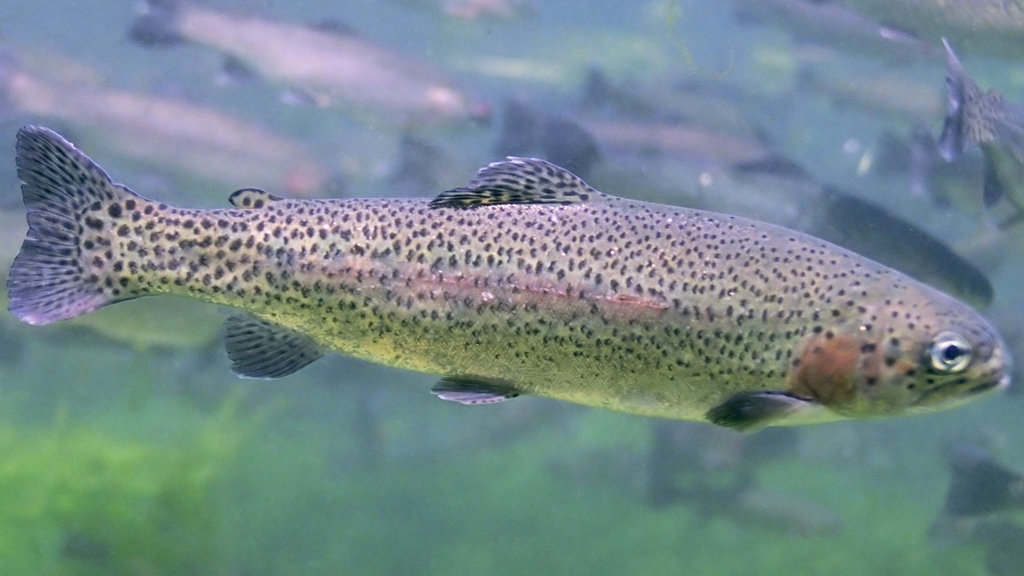 Rainbow Trout (Fish of Serbia - guide) · iNaturalist