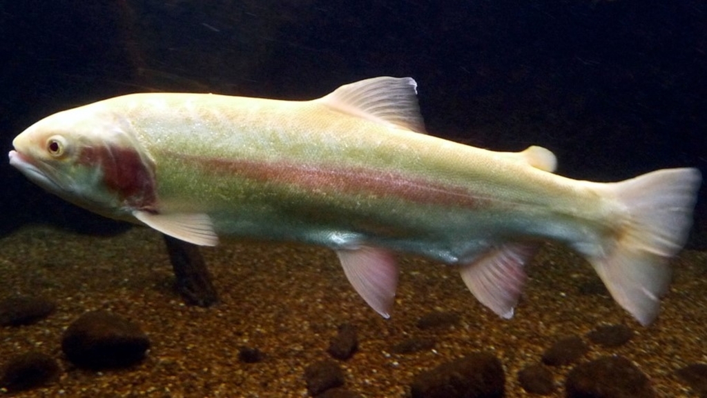 Rainbow Trout (Fish of Serbia - guide) · iNaturalist