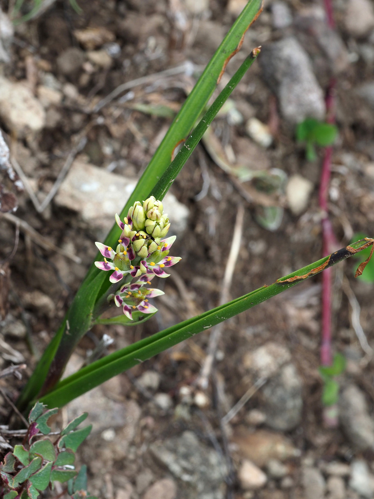 Wurmbea angustifolia from n. Sentinel, Thabo Mofutsanyane, Free State ...