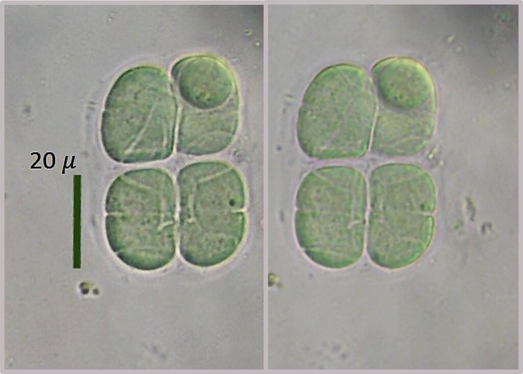 Chroococcus from Ledyard, CT, USA - Pine Swamp Wildlife Corridor on ...