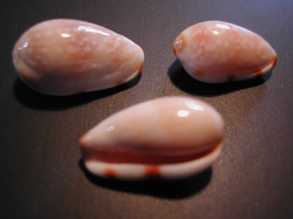 White-spot marginella from East Fort Lauderdale, Fort Lauderdale, FL, EE. UU. on August 31, 2000 ...