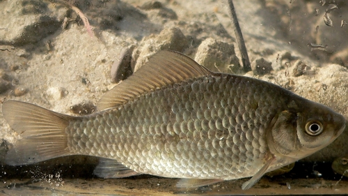 Crucian Carp (Fish of Serbia - guide) · iNaturalist
