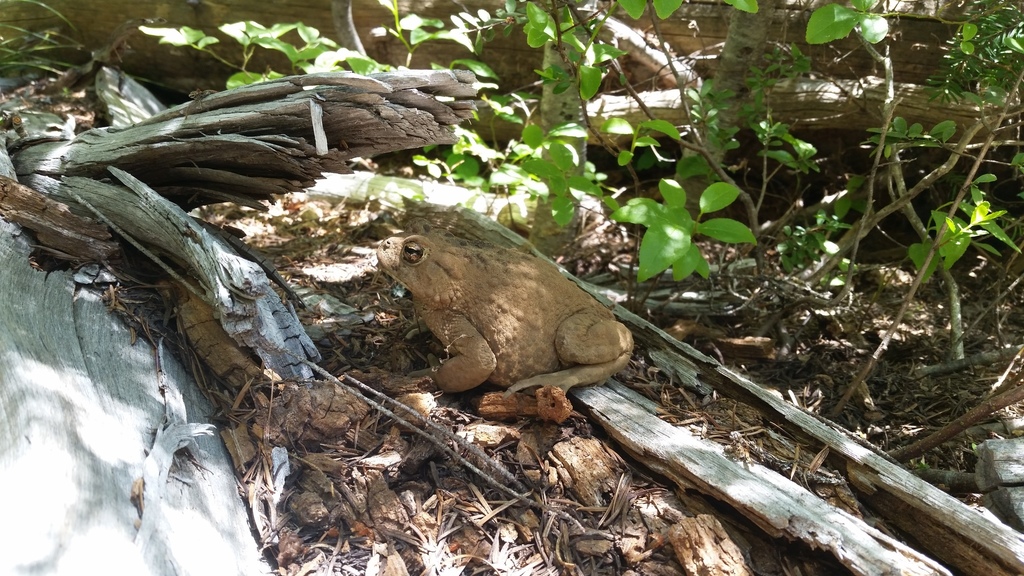 Western Toad in June 2018 by Laura Holloway · iNaturalist
