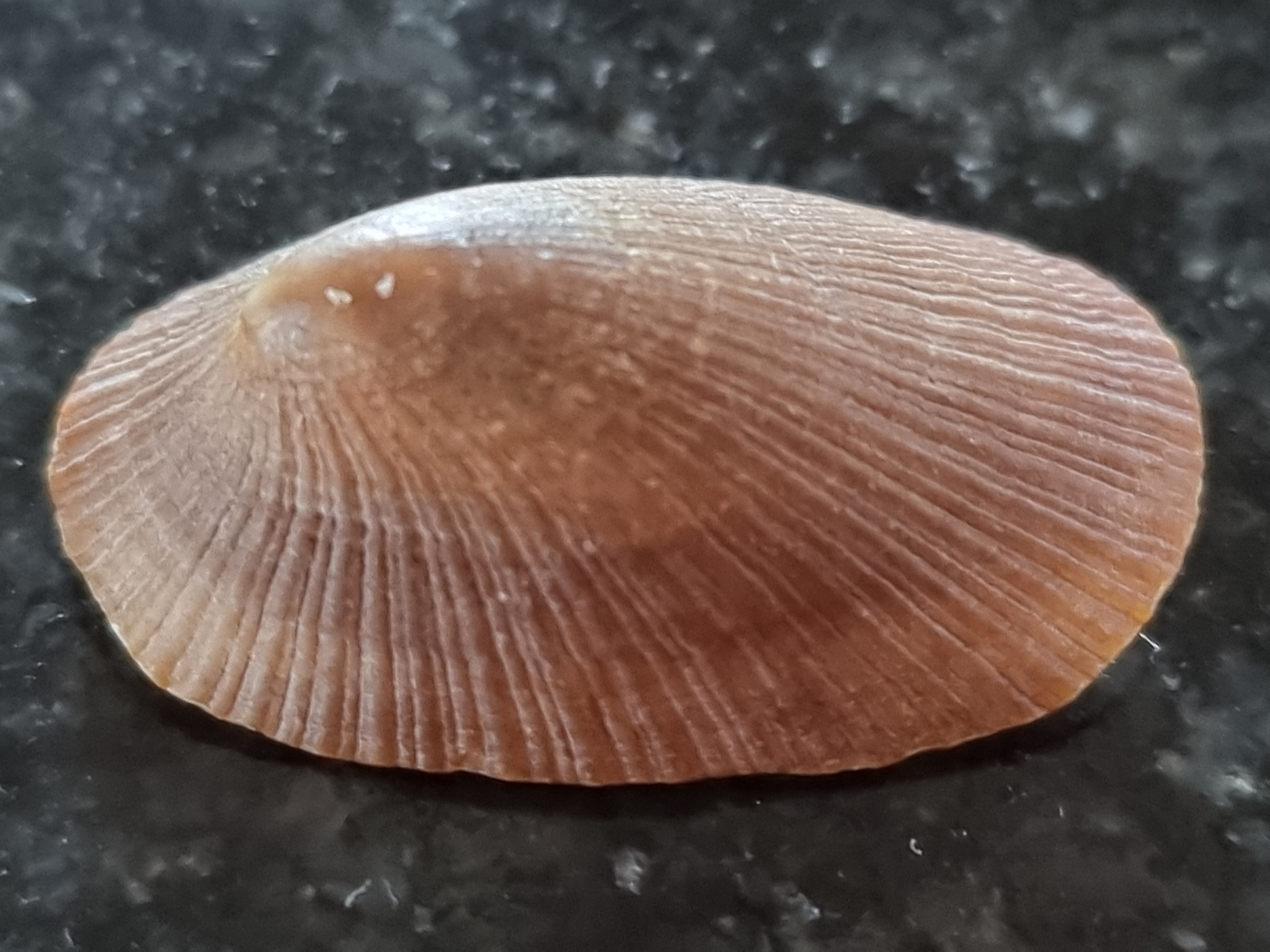 Cymbula compressa (Linnaeus, 1758)