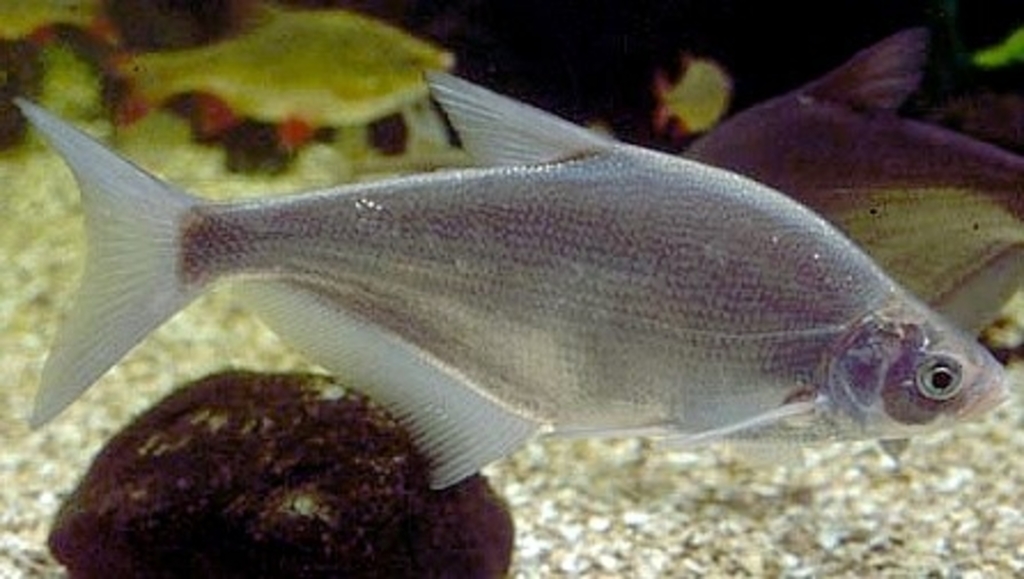 Blue Bream (Fish of Serbia - guide) · iNaturalist