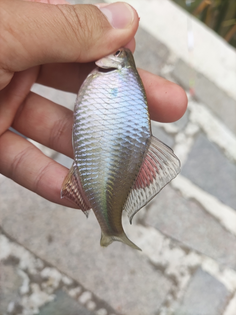 Giant Chinese Bitterling from 安徽省合肥市蜀山区安徽农业大学 on October 28, 2022 at 01 ...