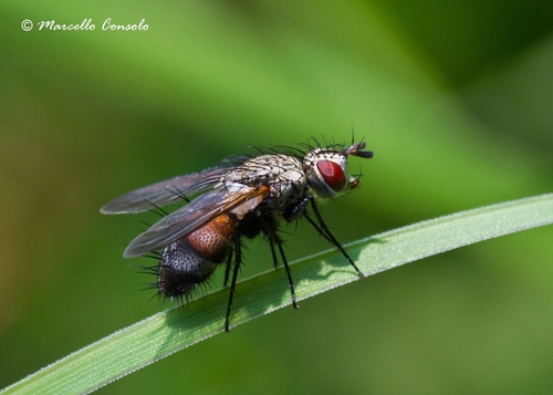 Genus Aphria · iNaturalist