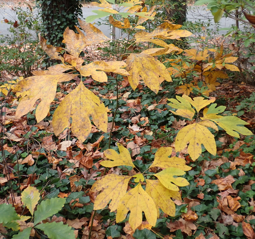 sassafras from Chesterfield County, VA, USA on October 31, 2022 at 10: ...