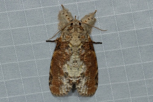 Genus Gadirtha · iNaturalist