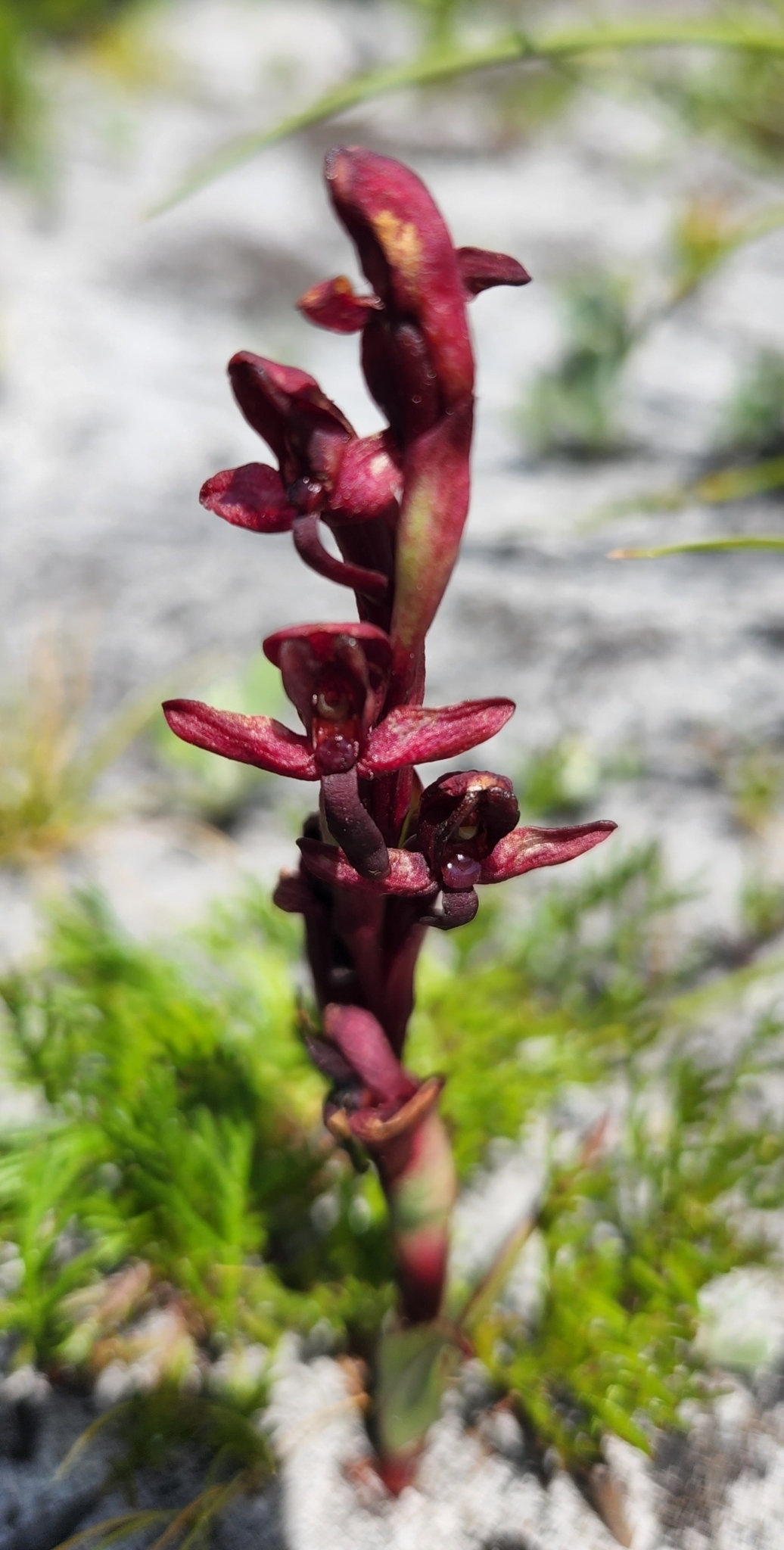 Disa ophrydea (Lindl.) Bolus