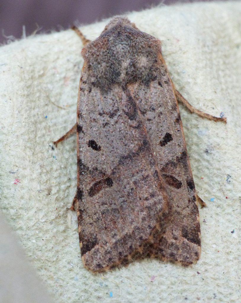 Beaded Chestnut from Rivedoux-Plage, France on October 31, 2022 at 09: ...