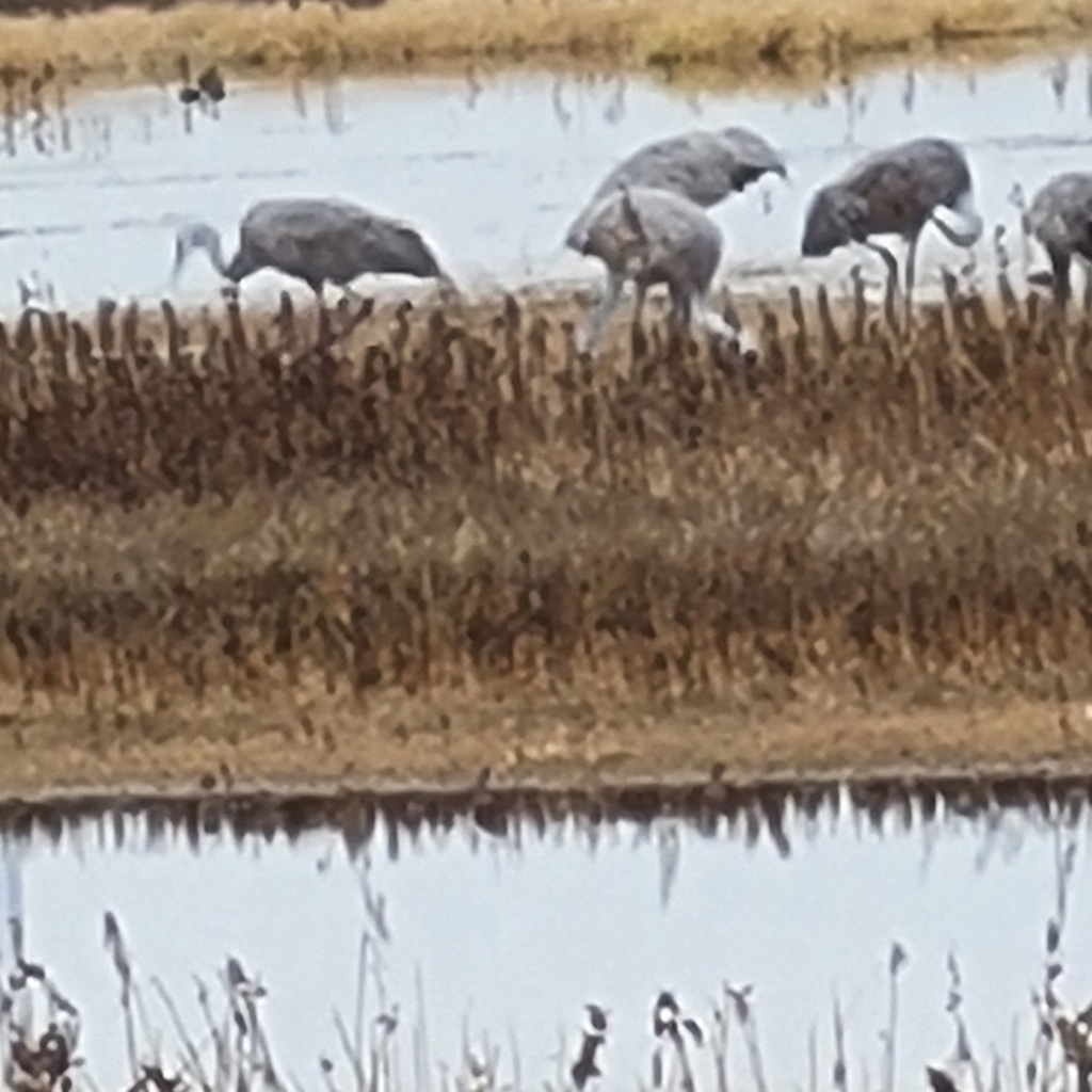 Sandhill Crane from Walnut Grove, CA 95690, USA on October 31, 2022 at ...