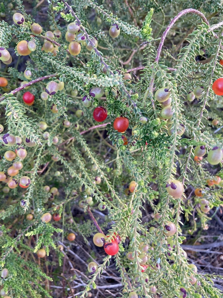tortoise berry from Table Mountain National Park, Hout Bay, WC, ZA on ...
