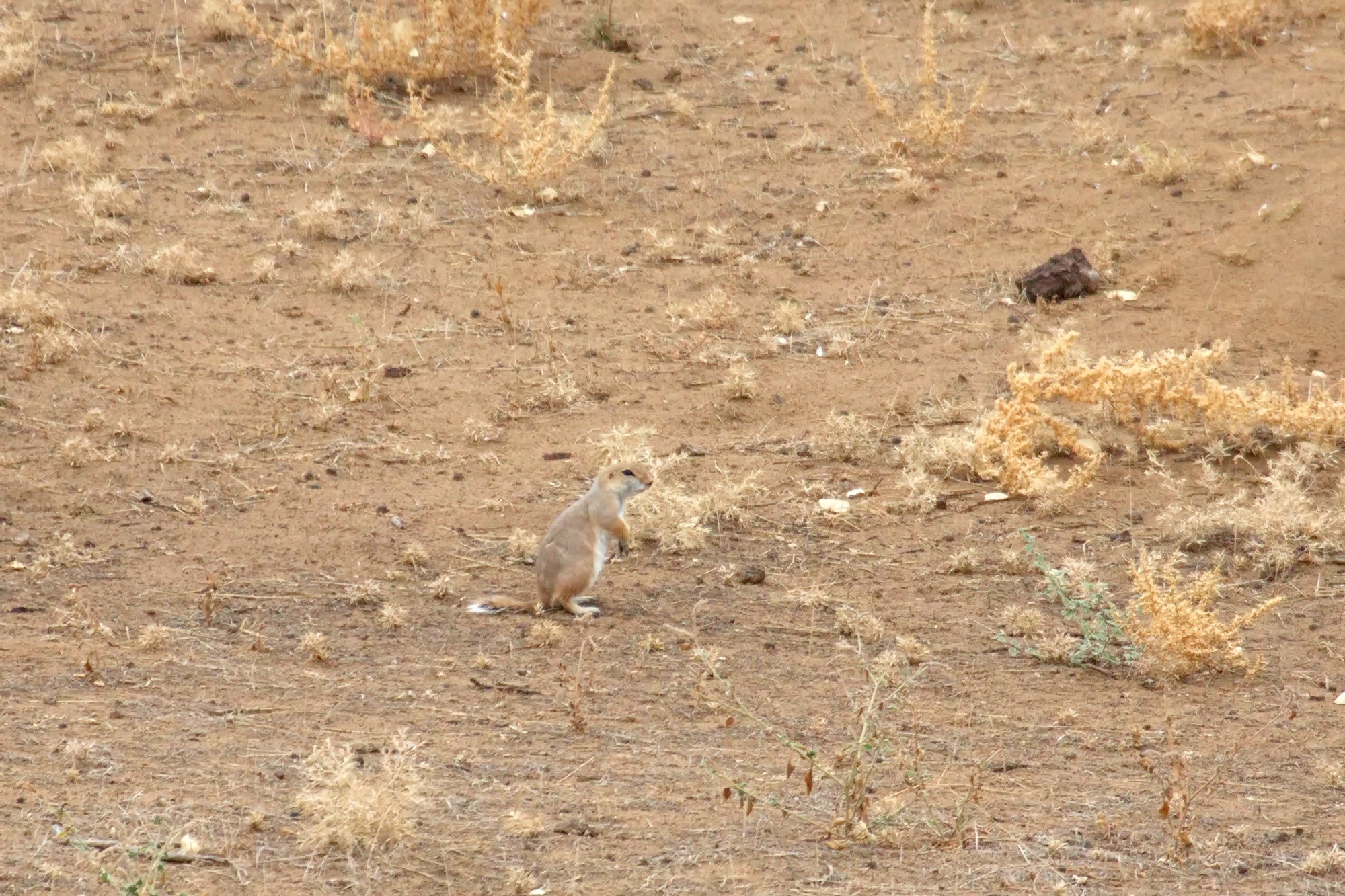 Spermophilopsis Blasius, 1884