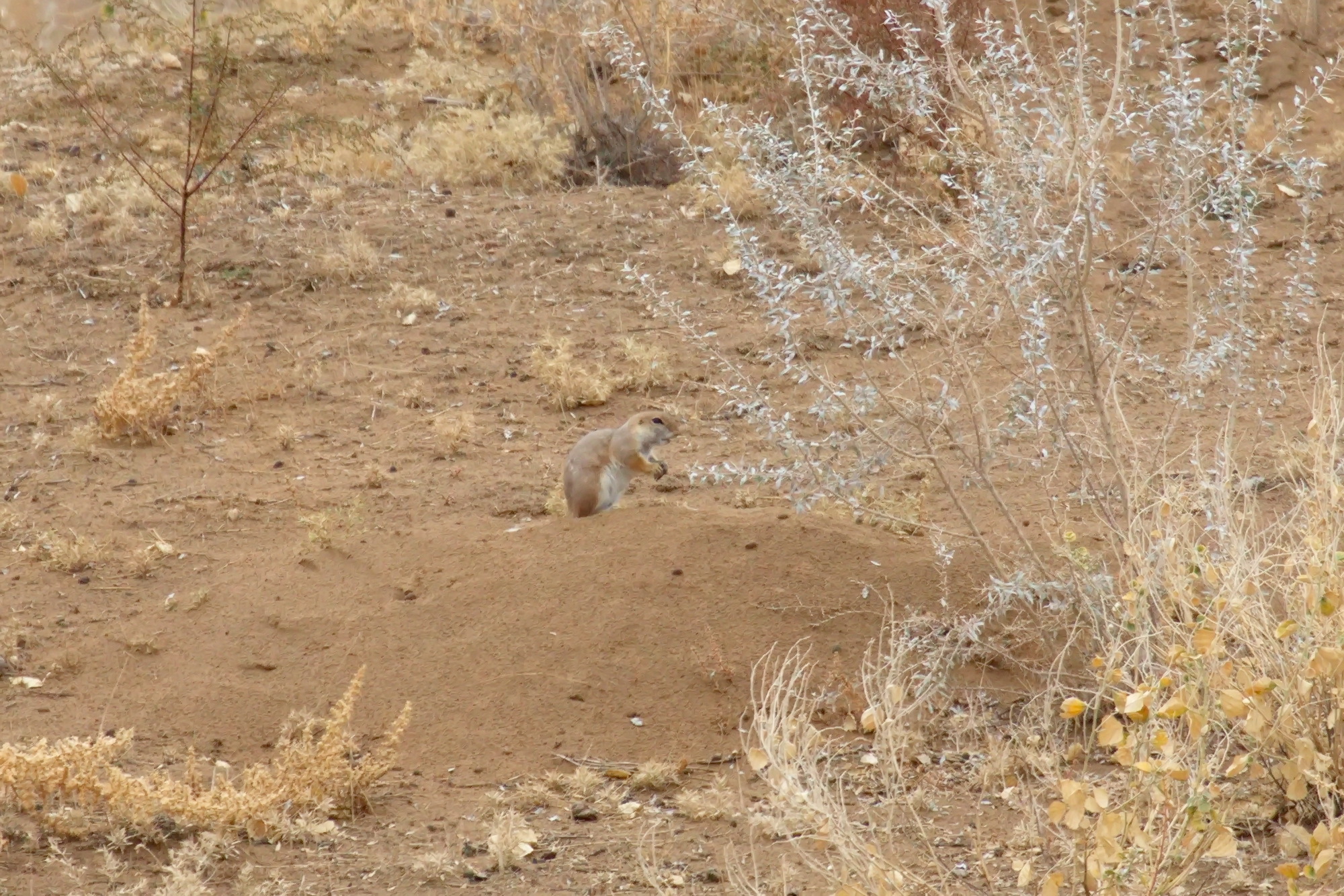 Spermophilopsis Blasius, 1884