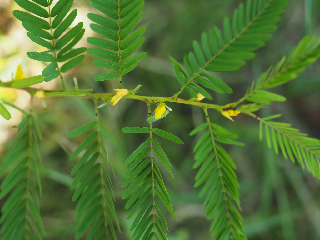 sensitive pea from Woodbridge, VA 22191, USA on August 31, 2018 at 11: ...