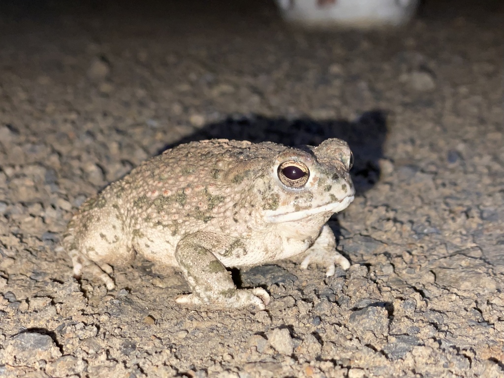 Texas Toad from Throckmorton County, US-TX, US on September 04, 2022 at ...