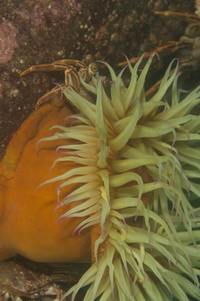 False Plum Anemone from Murdock Valley, Cape Town, 7975, South Africa ...