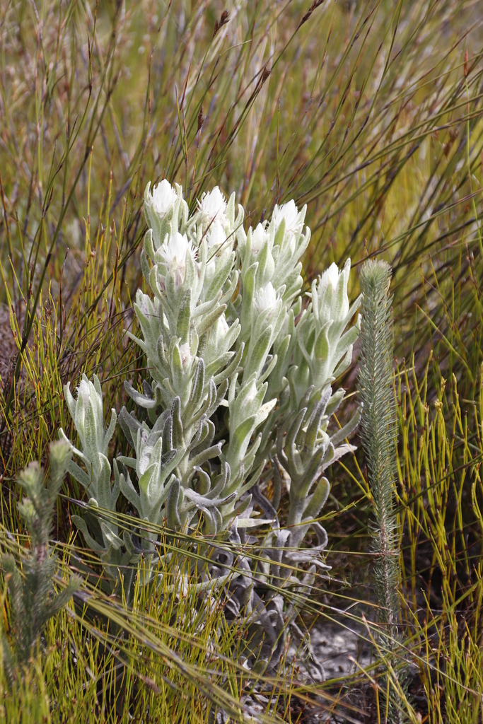 Cape Snow from Houwhoek Mountains, road on upper shale band at east ...