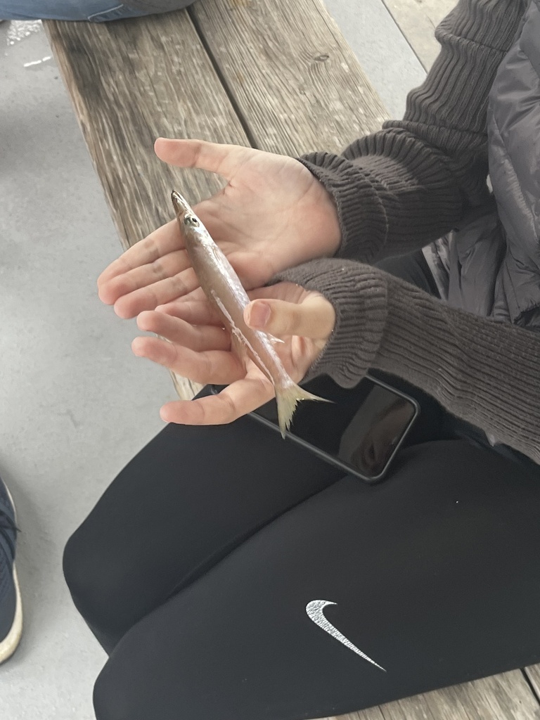 Northern Sennet from North Atlantic Ocean, NC, US on October 31, 2022 ...