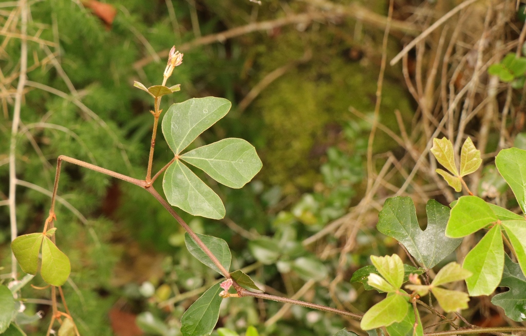 Bitter Grape from Forest Walk, Touw River, Wilderness on October 28 ...