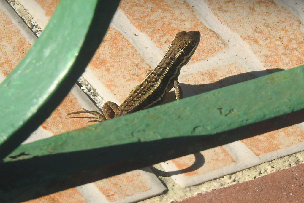 Cuban Curlytail Lizard from Reparto Punta Gorda, Cienfuegos, Cuba on ...